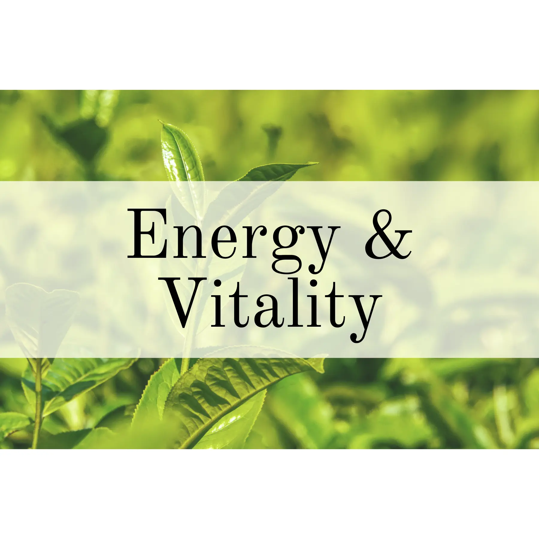 Herbs for Energy & Vitality – MediTea Wellness