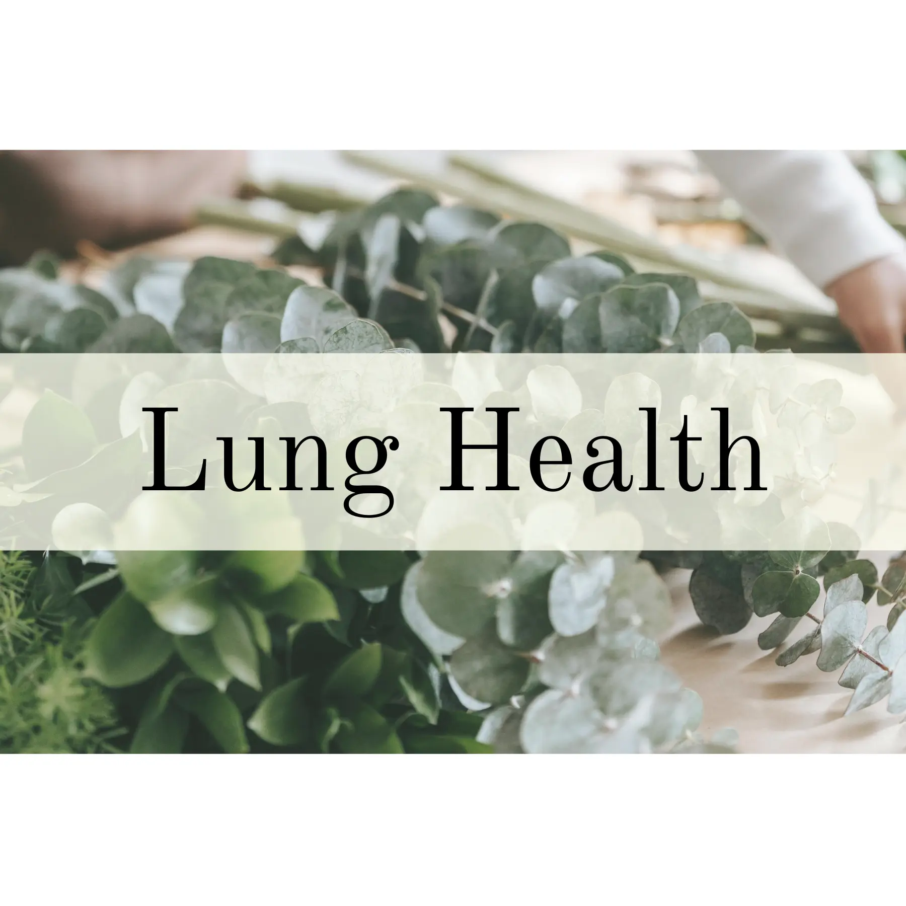 Herbs for Respiratory Health – MediTea Wellness